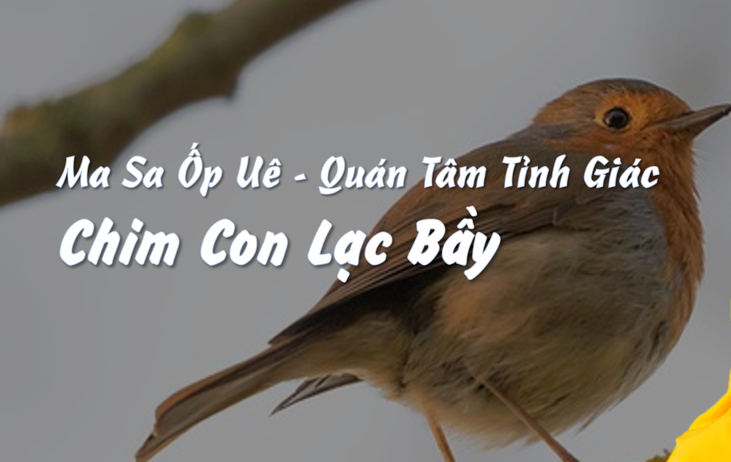 Bài 3136. Chim Con Lạc Bầy - Thất Bảo Huyền Môn